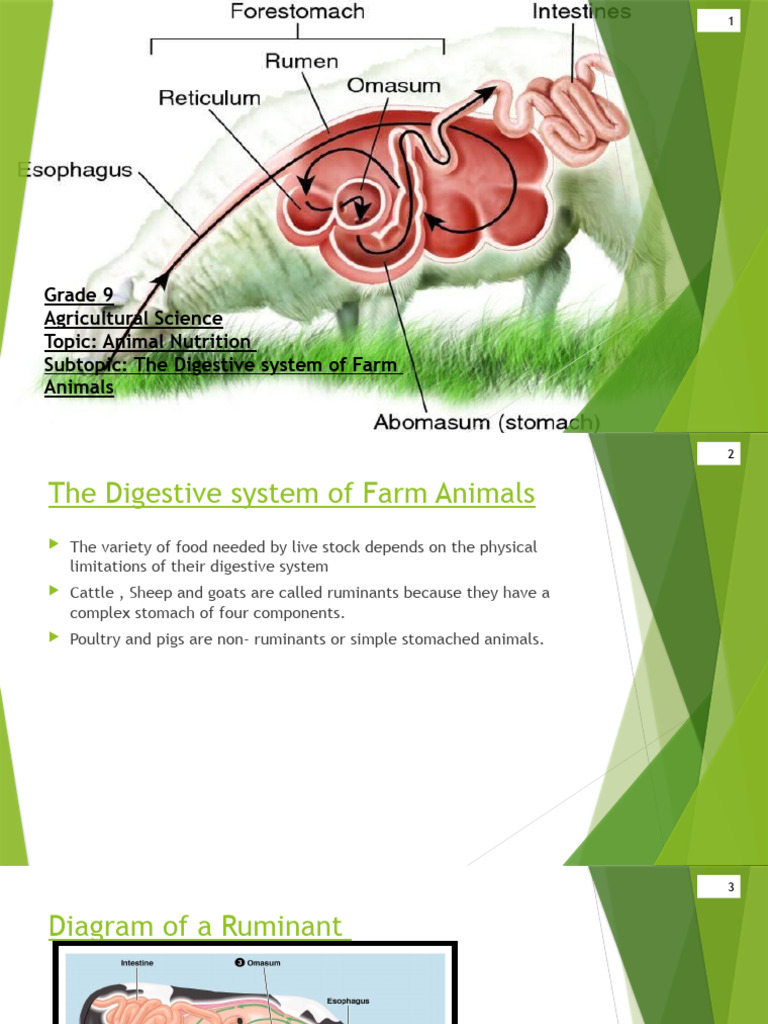 Animal Nutrition | PDF