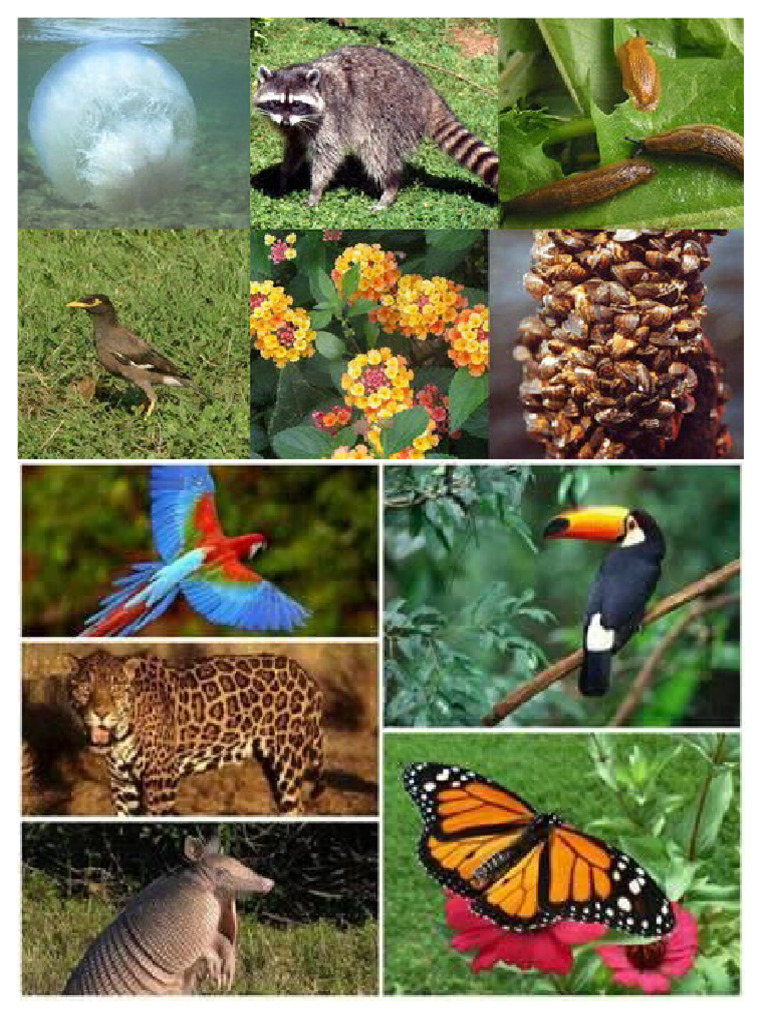 Collage que represente los factores que determinan la biodiversidad en ...
