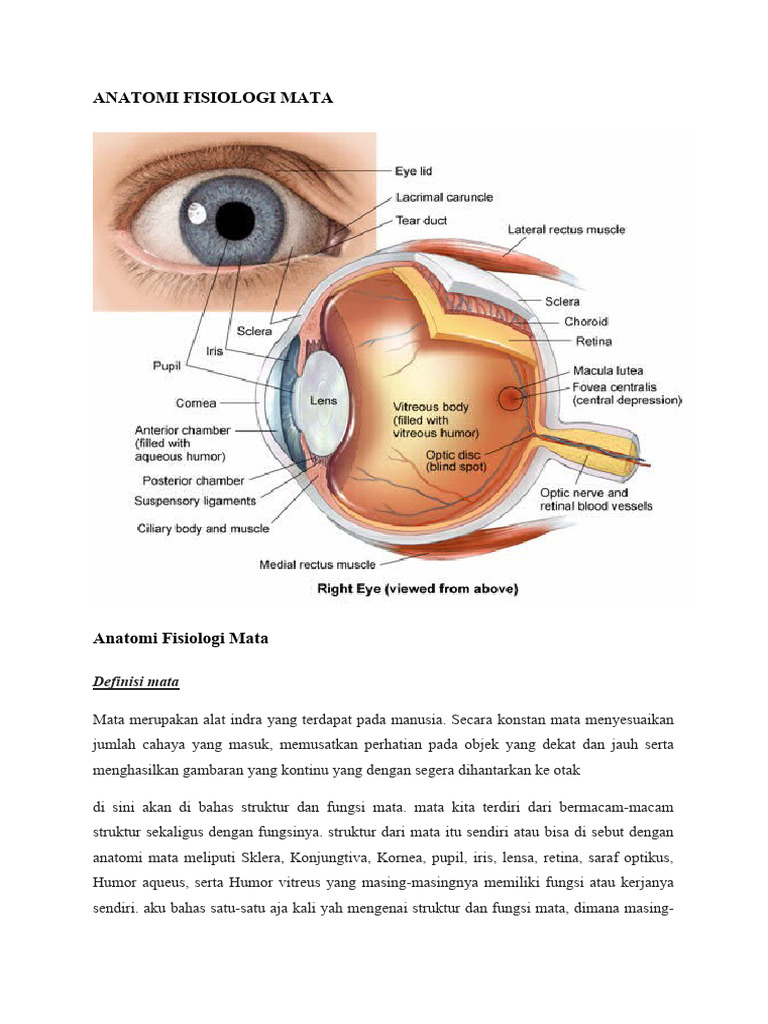 Anatomi Fisiologi Mata | PDF