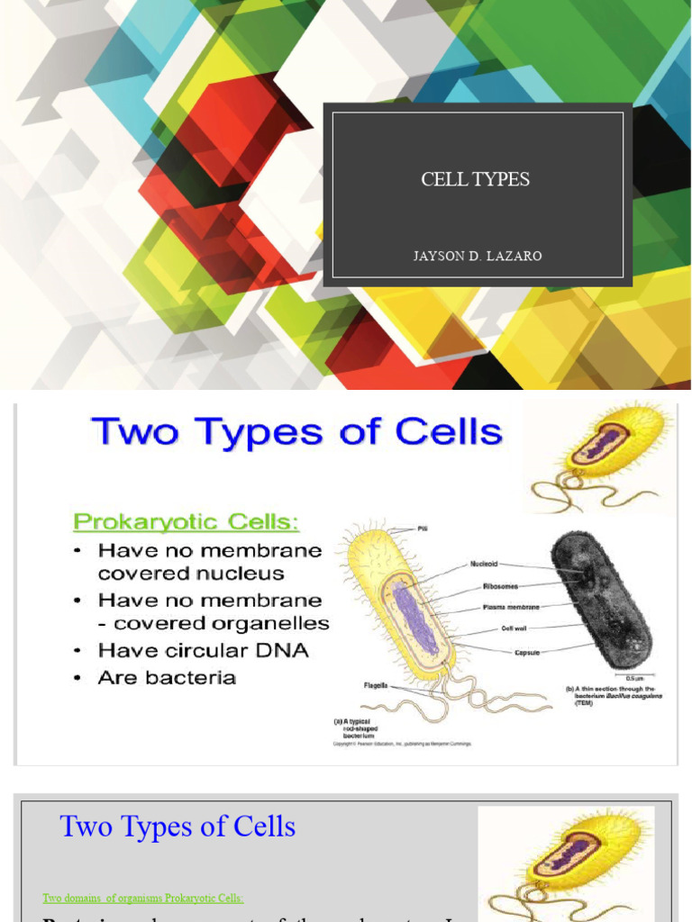 Cell Types 2023 | PDF
