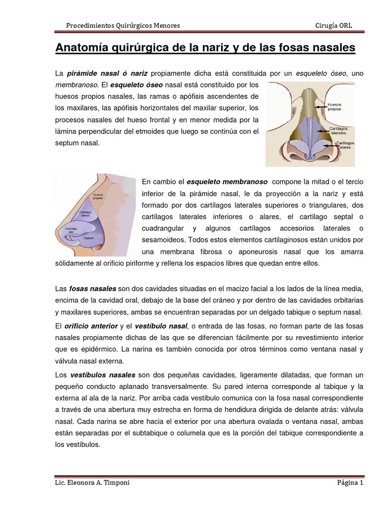 ORL Menores | PDF | Nariz humana | Anatomía humana
