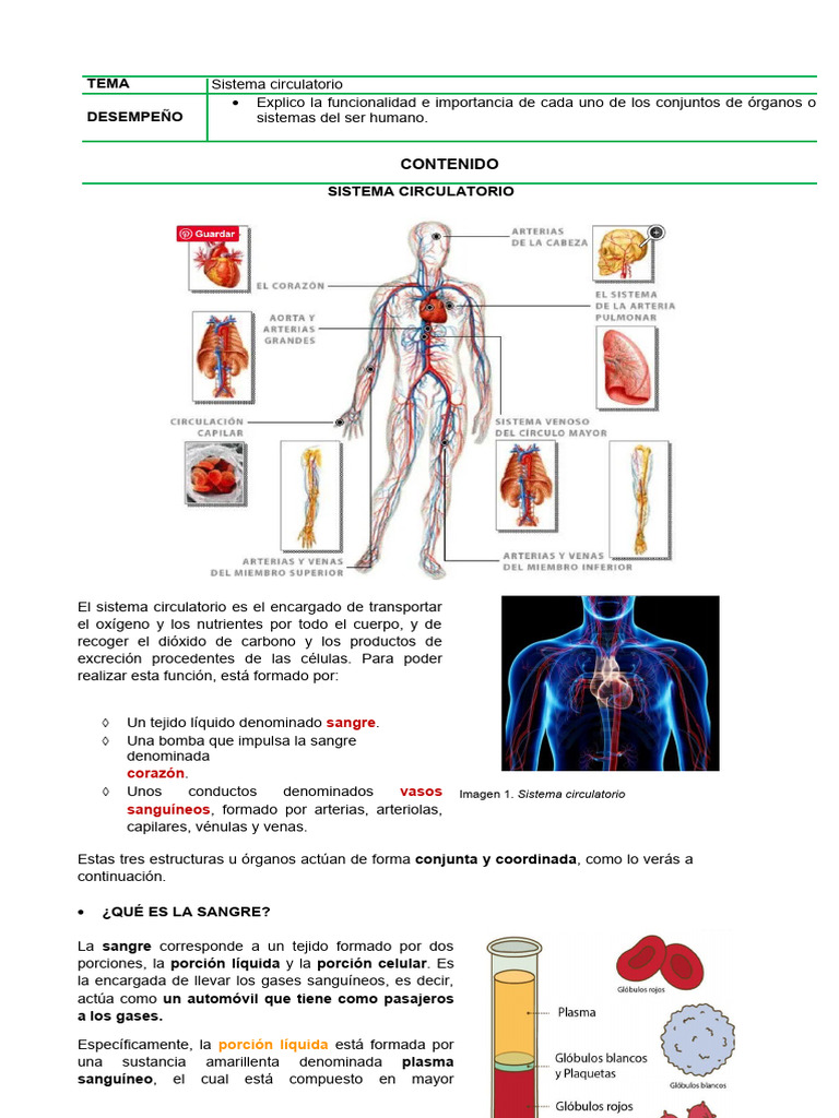 Guia 14 C.N 2023 Grado 7 Sistema Circulatorio) | PDF | Sistema circulatorio | Sangre