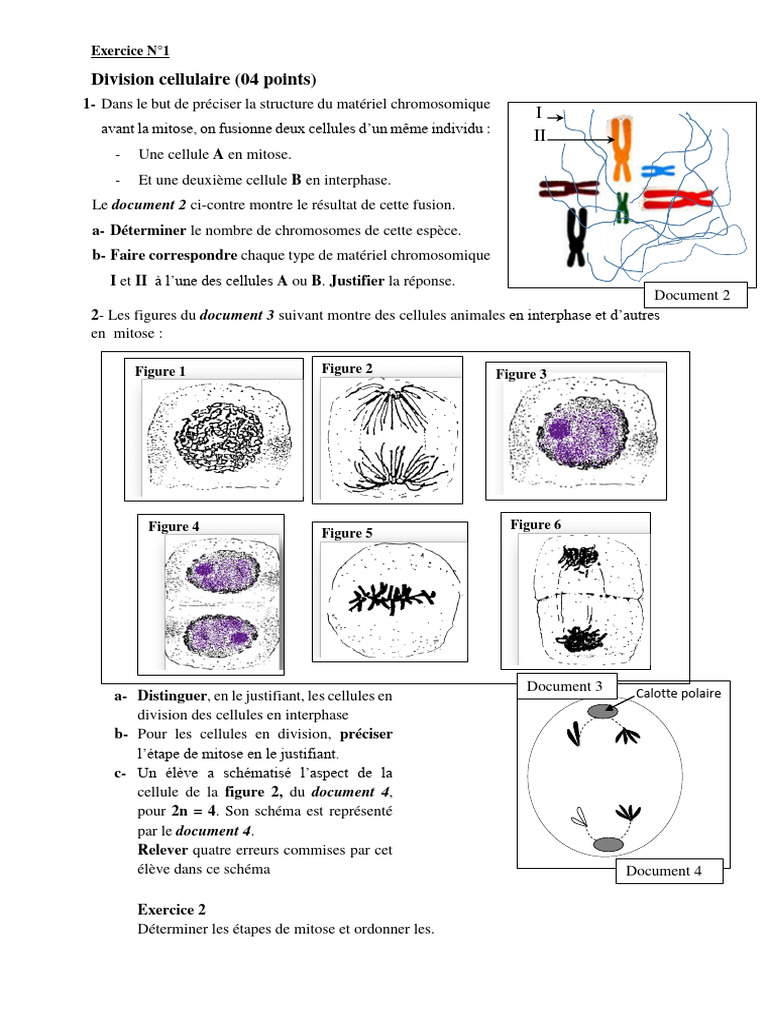 Mitose Et Cycle Cellulaire Pdf