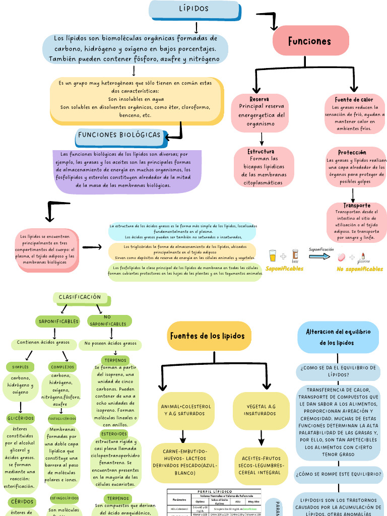 Lípidos Mapa Conceptual | PDF