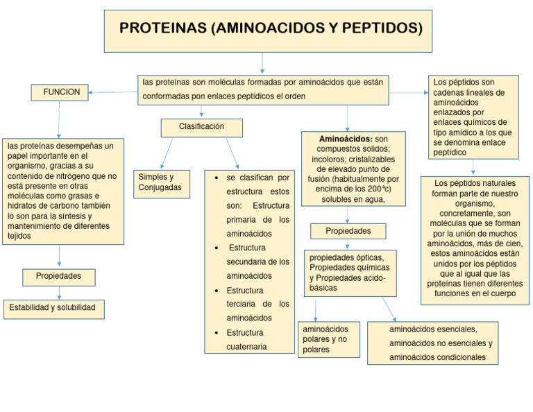 Mapa Conceptual Proteinas, Aminoacidos y Peptidos | PDF