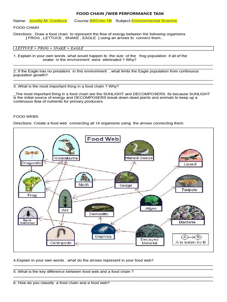 Food Chain Web Performance Tasks | PDF | Food Web | Foods