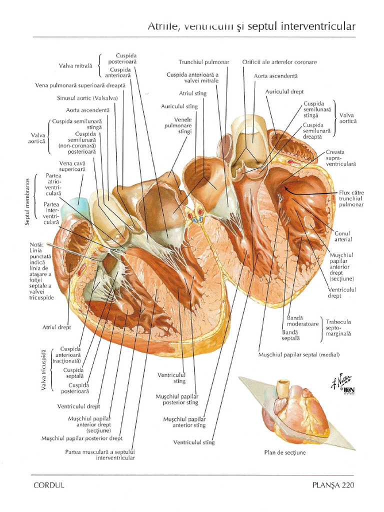 Atrii Si Ventricule | PDF