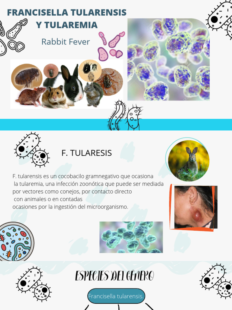 Francisella Tularensis y Tularemia | PDF