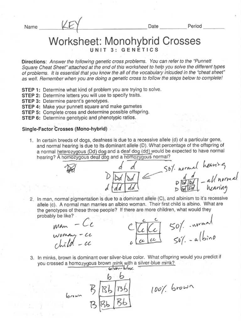 Monohybrid Cross Worksheet Key | PDF