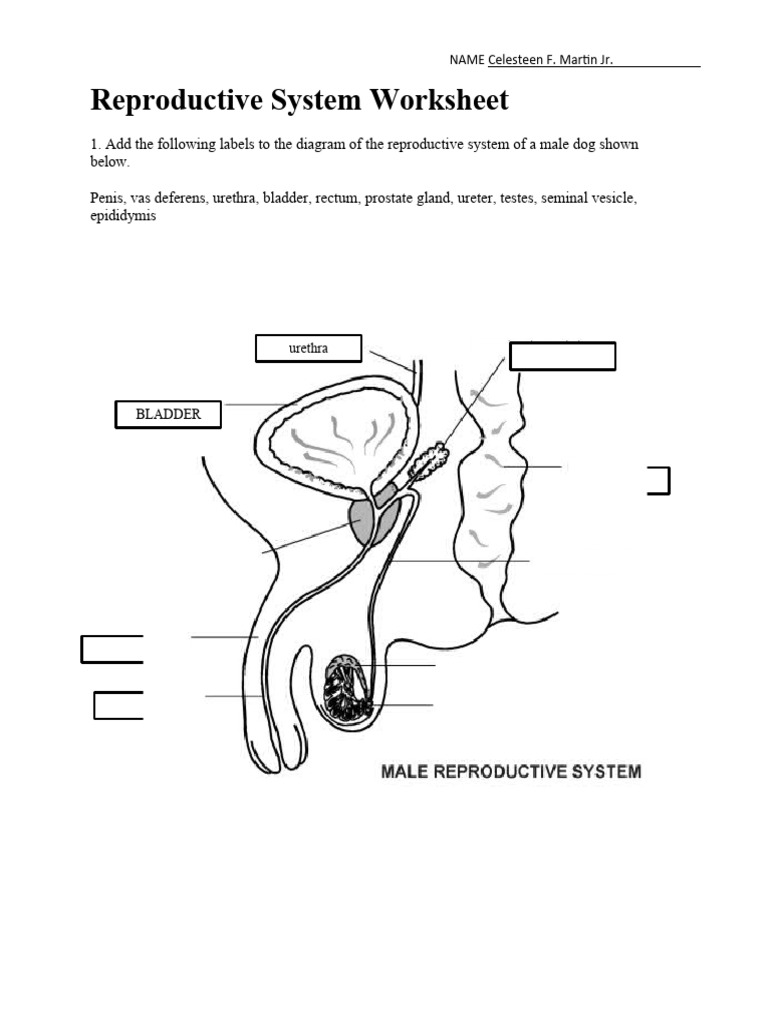Veterinary Reproductive Anatomy Worksheet | PDF