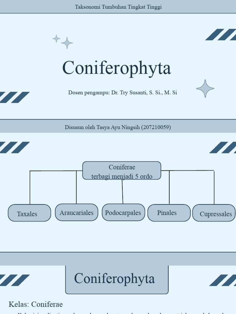 Coniferophyta | PDF