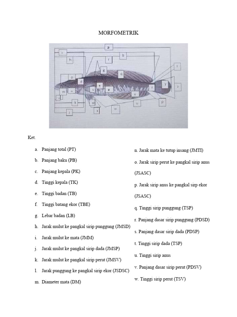 MORFOMETRIK | PDF | Kajian Bahasa Asing