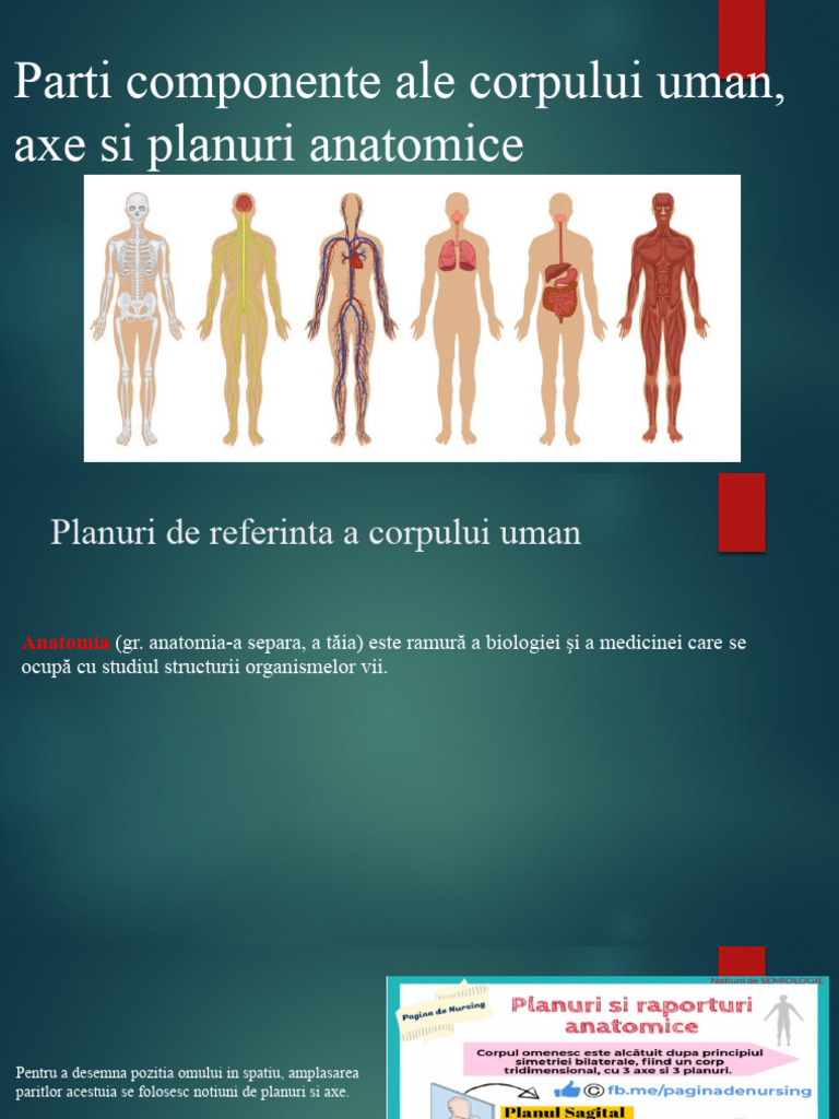 Curs 1 Anatomie - Axe, Planuri, Repere Anatomice | PDF