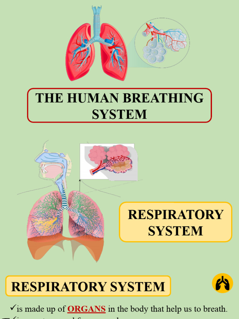 RESPIRATORY-SYSTEM | PDF