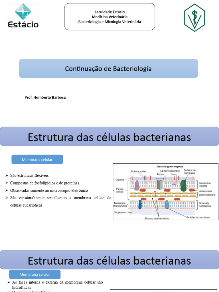 Aula 3 - Bacteriologia e Micologia | PDF