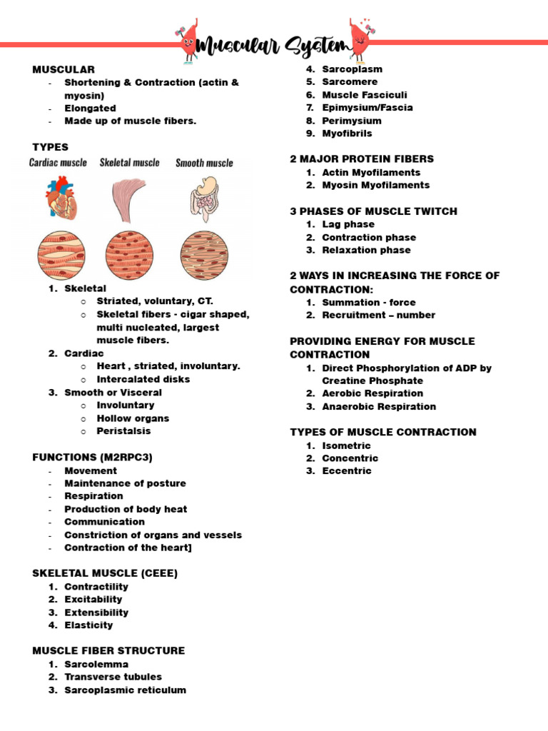 Muscular System | PDF | Muscle Contraction | Human Leg