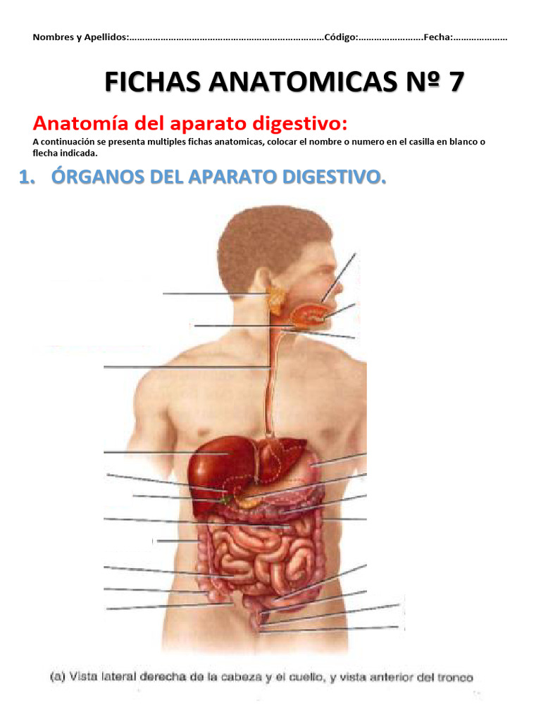 007 Ficha - Aparato Digestivo - UPeU - 202142029 | PDF