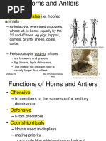 Anatomy of Cow Horns Explained | PDF | Cattle | Bone