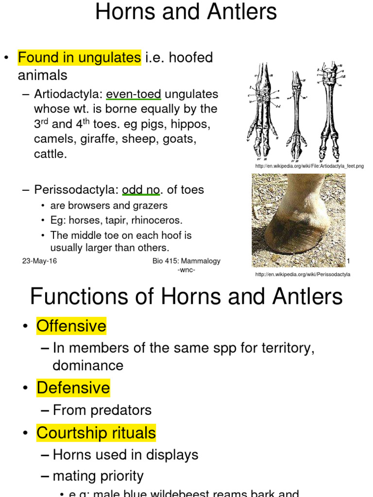 6. Mammalian morphology - 6. | PDF