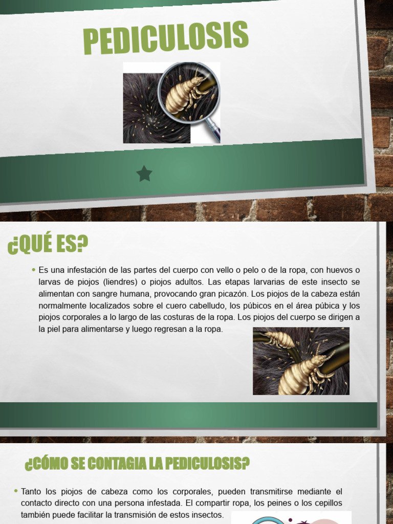 Pediculosis | PDF | Enfermedades y trastornos | Medicina CLINICA