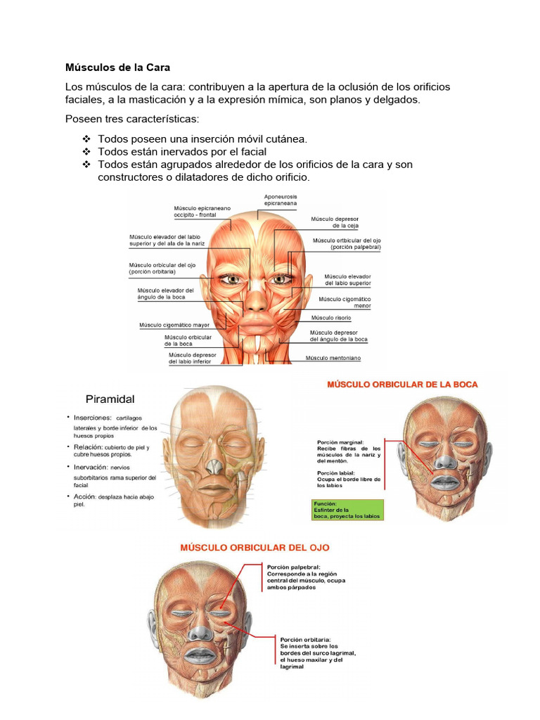 Músculos Faciales y sus Funciones | PDF | Cara | Cabeza y cuello humanos