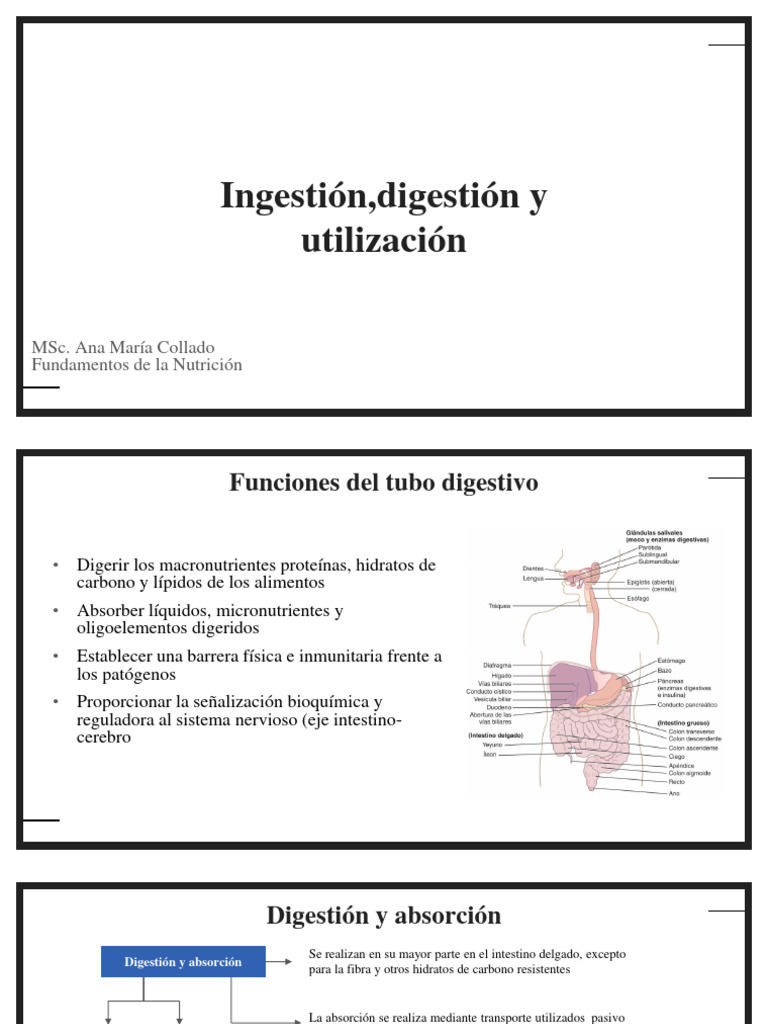 Digestión y Absorción de Nutrientes | PDF | Digestión | Sistema ...