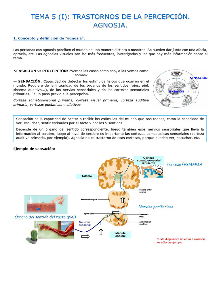 Tema 5 Parte I Neuropsicología Pdf Percepción Visual Corteza Visual