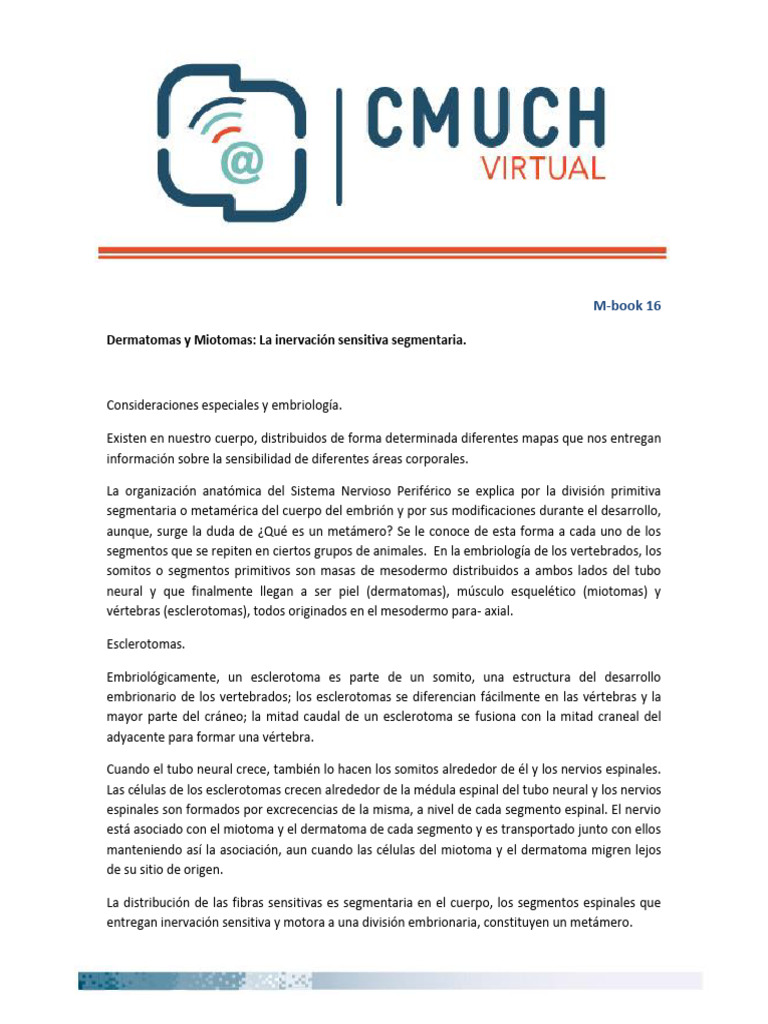 Dermatomas y Miotomas La Inervación Sensitiva Segmentaria | PDF ...