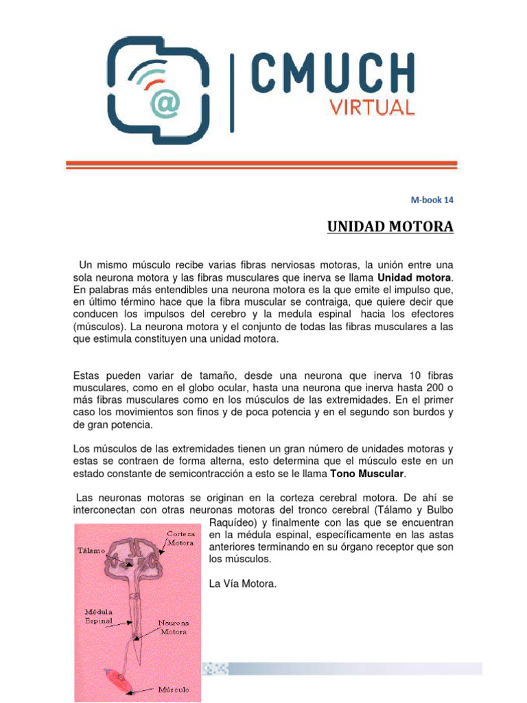 Unidad Motora y Contracción Muscular | PDF | Nervio | Unión neuromuscular