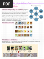 Ciclos de vida de parásitos monoxenos y heteroxenos | PDF | Parasitismo ...