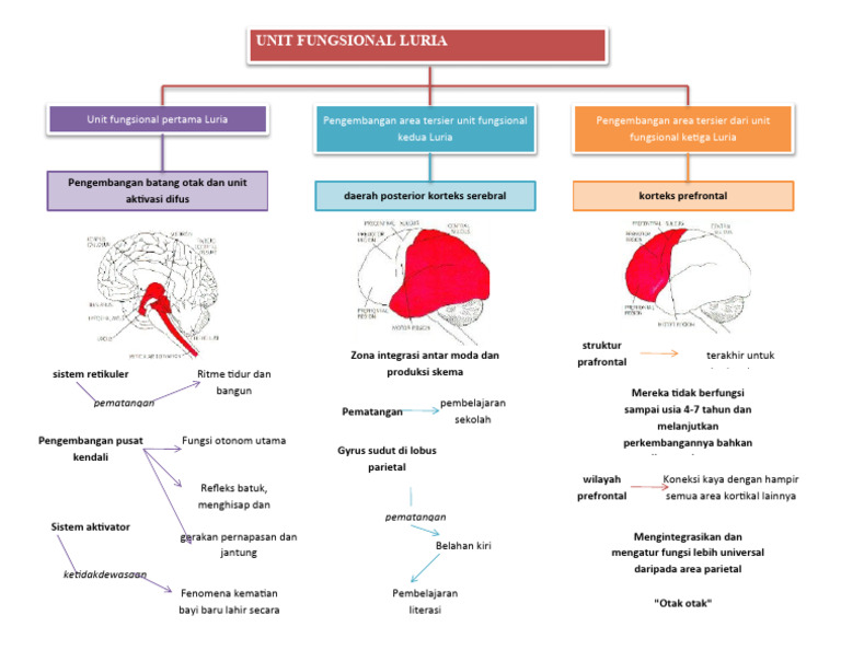 Peta Unit Fungsional Luria | PDF | Brain | Cerebrum