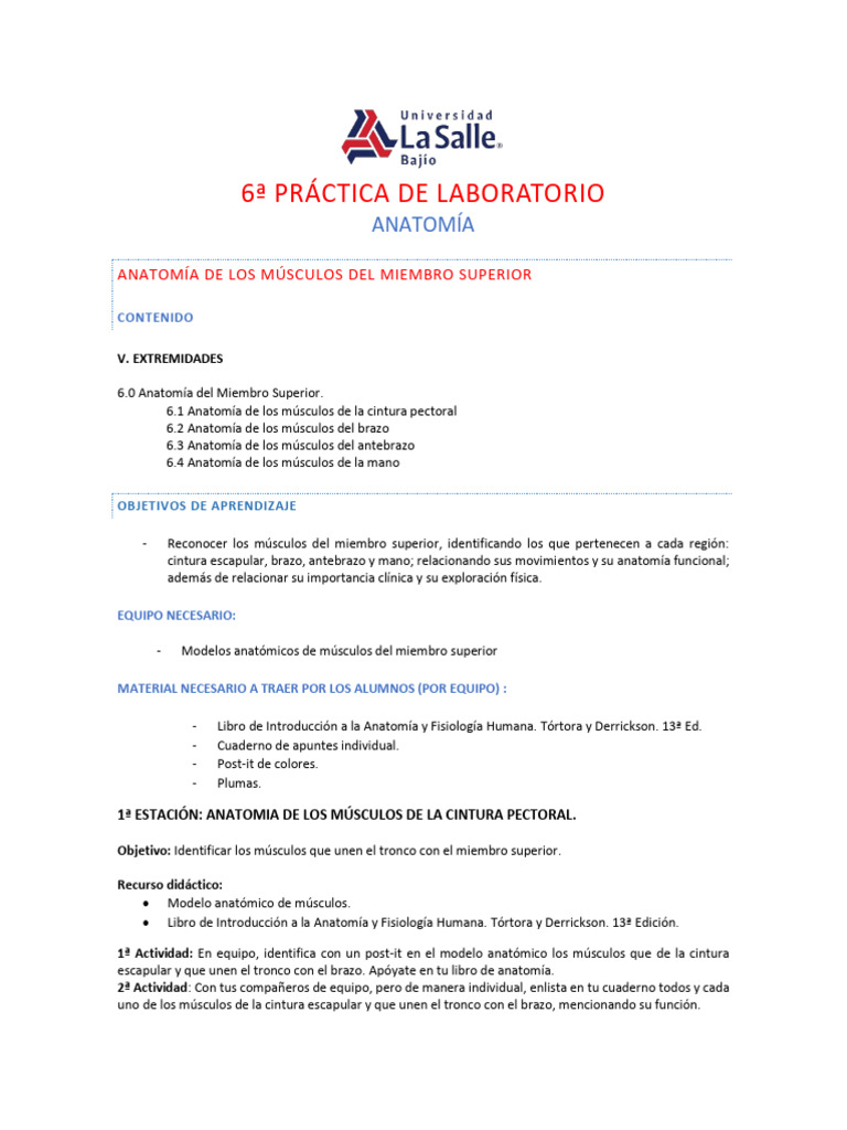 6a Práctica Lab Anatomia de Los Músculos Del Miembro Superior | PDF