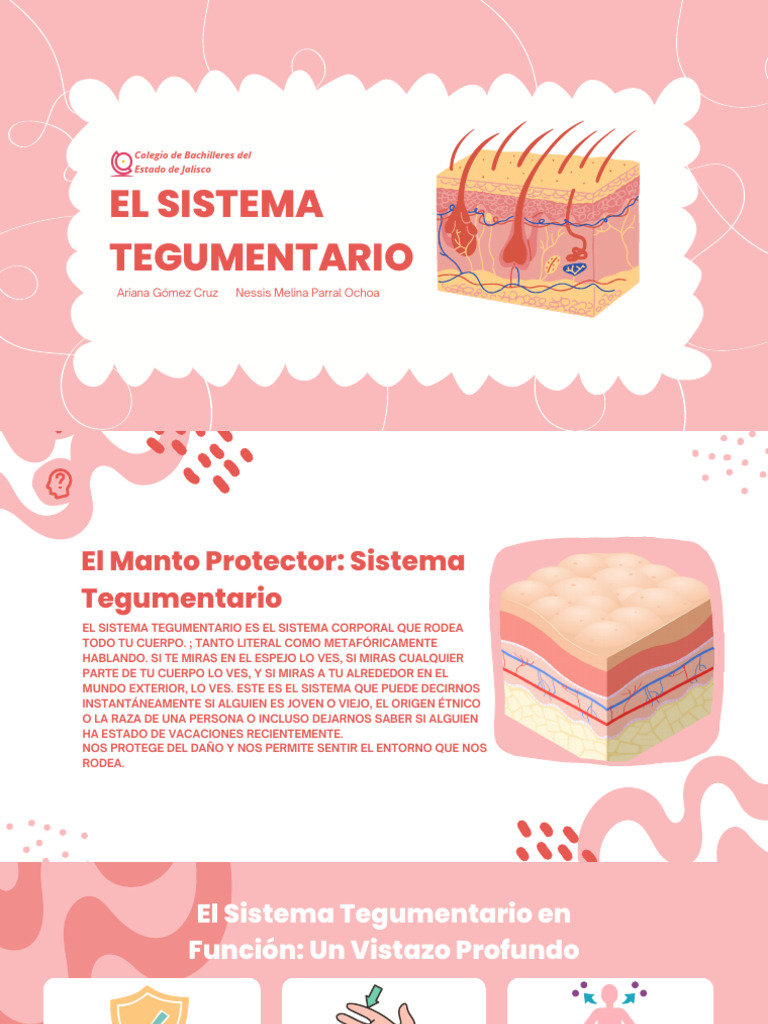 SISTEMA TEGUMENTARIO 5-B (1) | PDF | Piel | Pelo