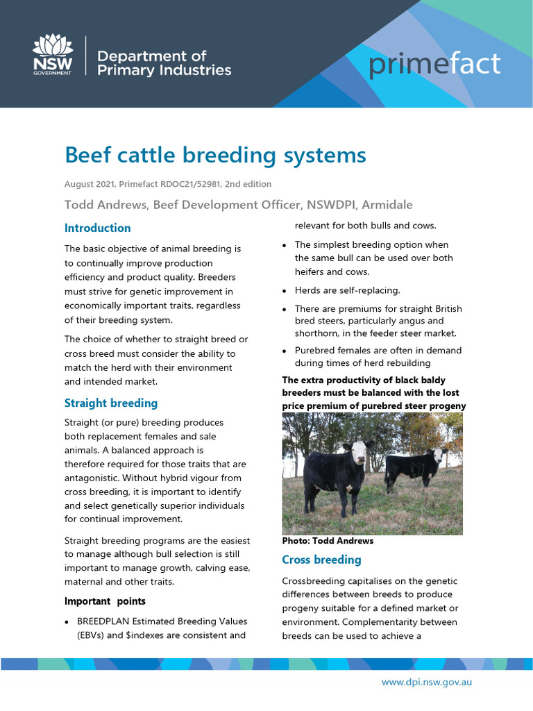 Beef Cattle Breeding Systems | PDF | Cattle | Selective Breeding
