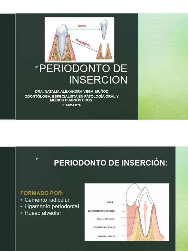Periodonto de Insercion 2023ii | PDF | Esmalte de dientes | Diente