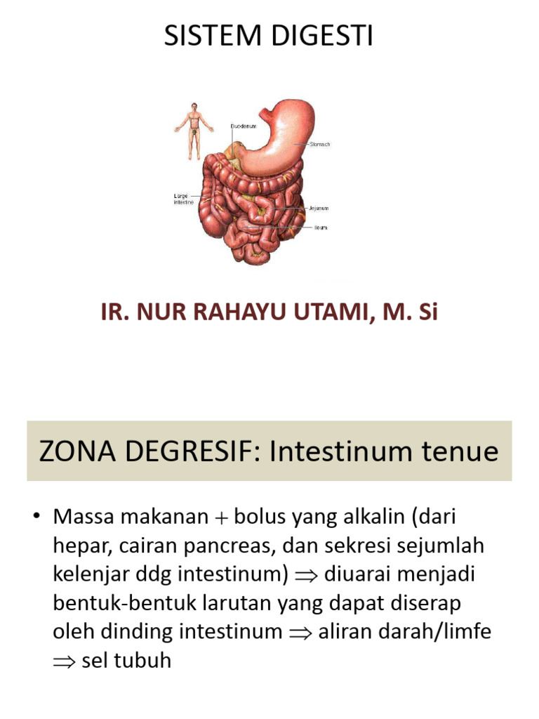 Sistem Digesti Zona Degresif Dan Glandula Digestoria | PDF