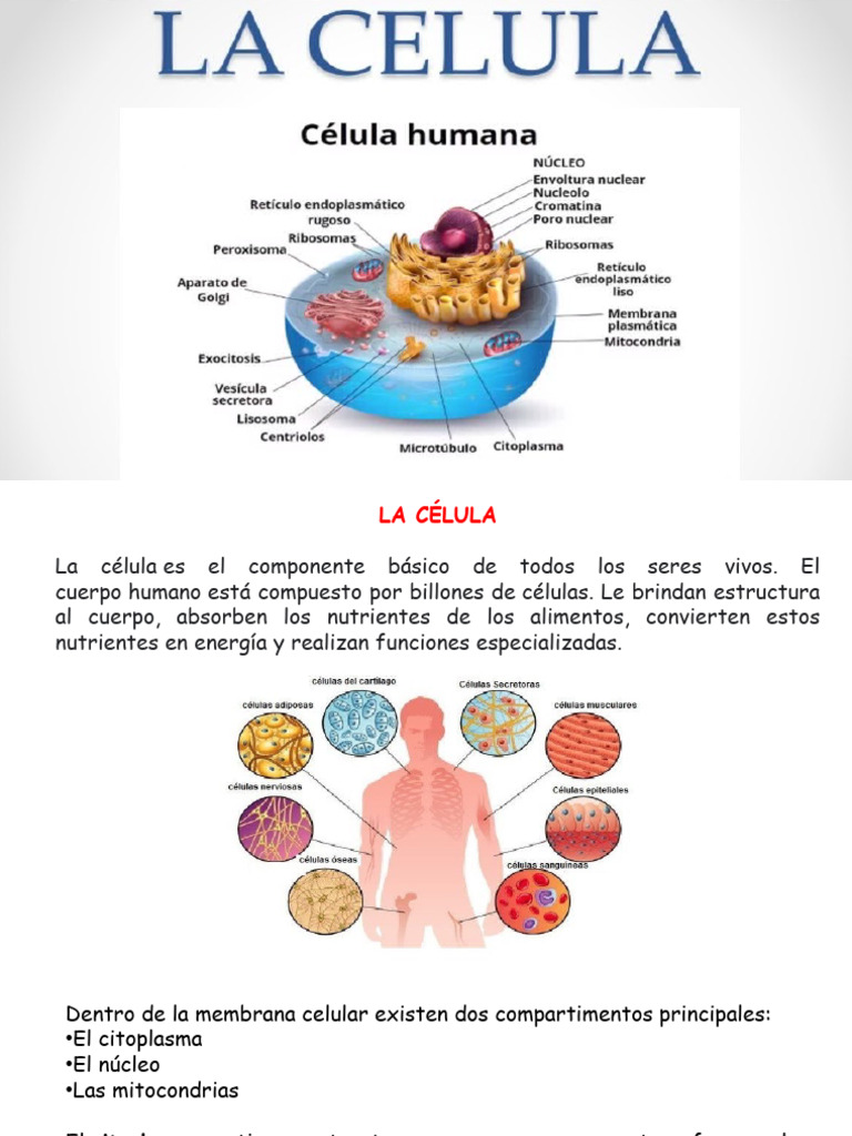 LA CELULA (1) | PDF | Biología Celular) | Glóbulo rojo