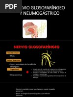 Inervación de La Laringe | PDF