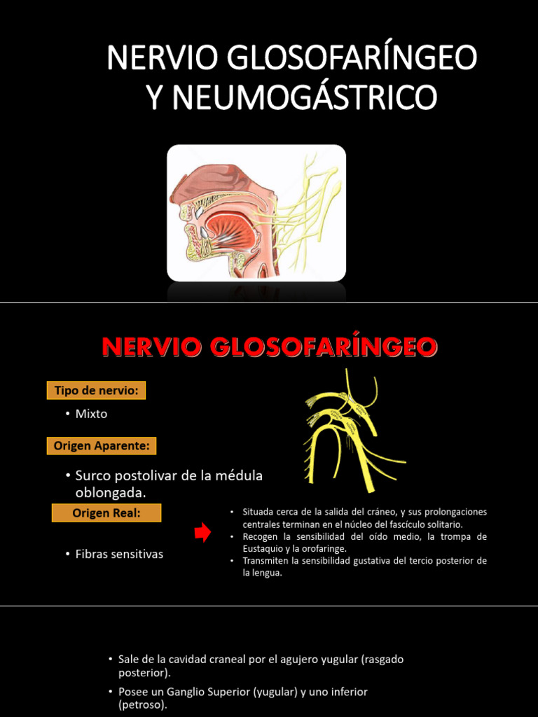 Glosofaringeo y Neumogastrico | PDF | Nervio vago | Anatomía