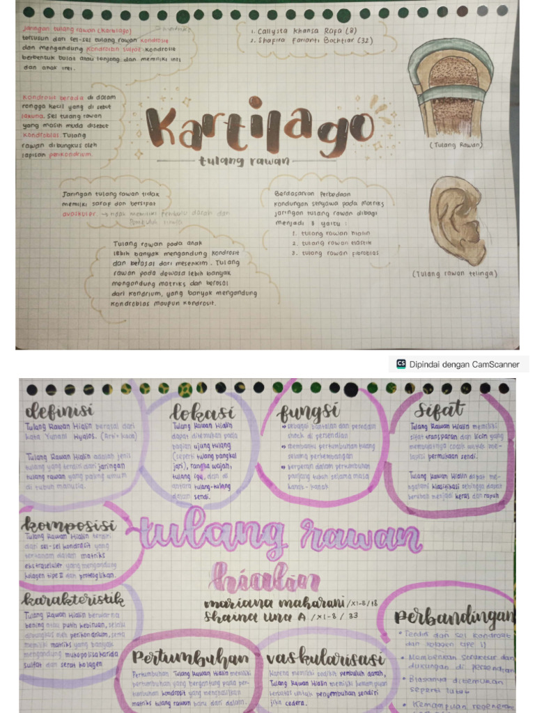 Mind Map Tulang (XI 8) | PDF
