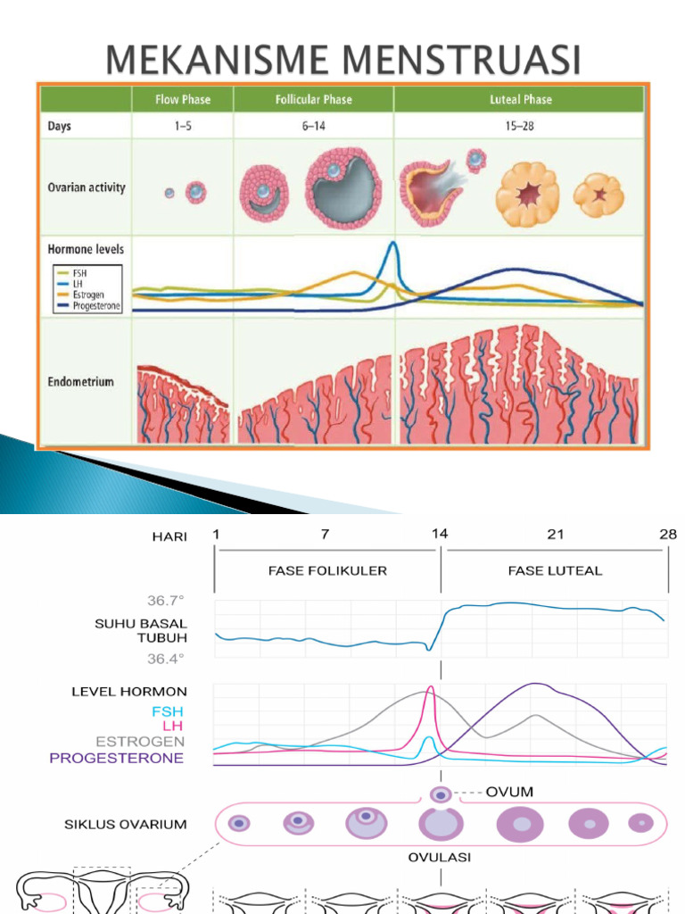 Mekanisme Menstruasi | PDF | Pengembangan Diri | Sains & Matematika