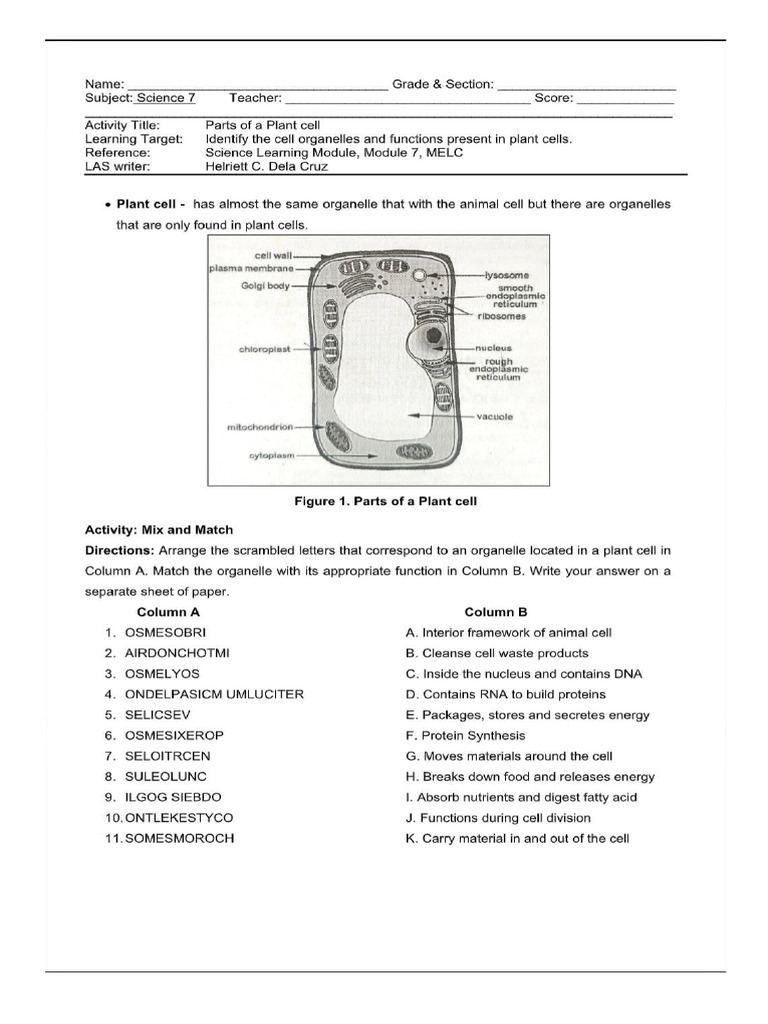 Parts of A Plant Cell Grade 7 | PDF