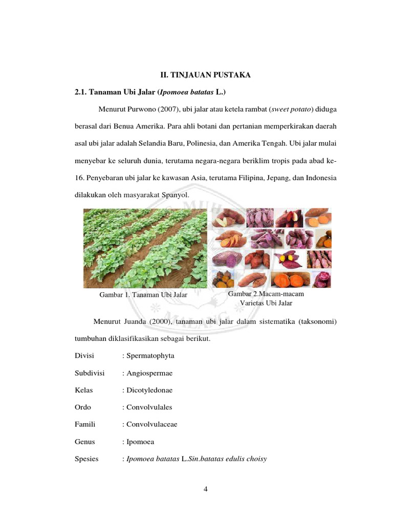 Ubi Jalar | PDF