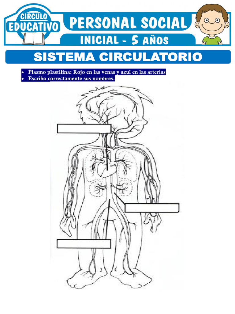 El Sistema Circulatorio para Ninos de Cinco Anos | PDF