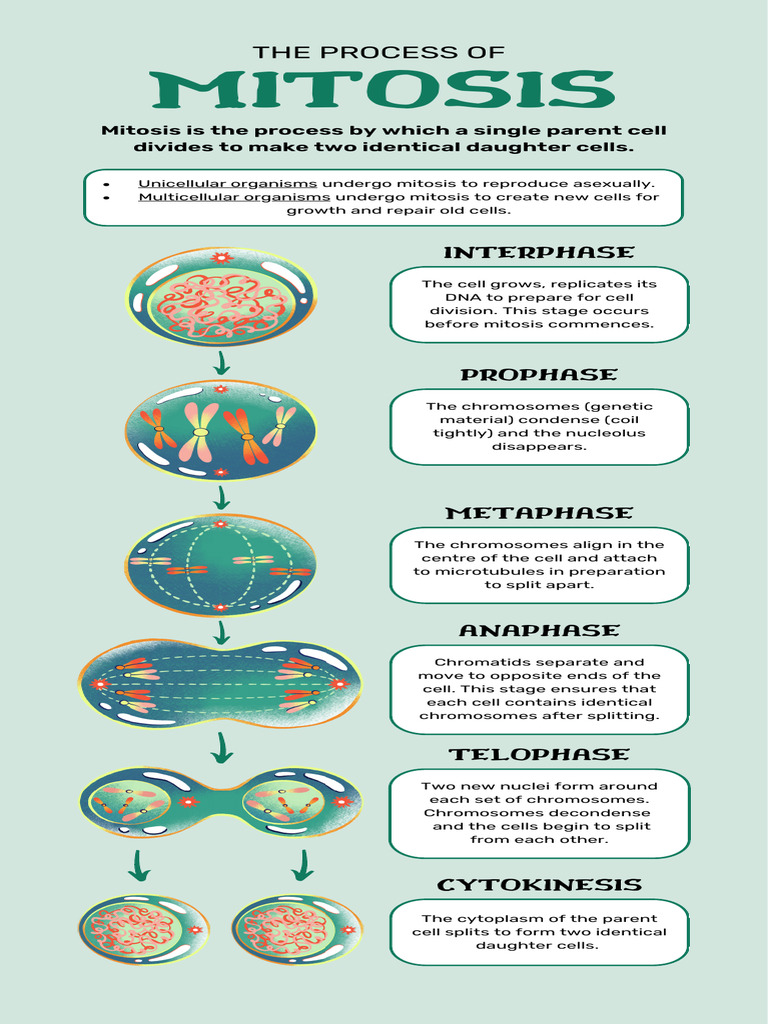 Mitosis Process Overview Infographic | PDF