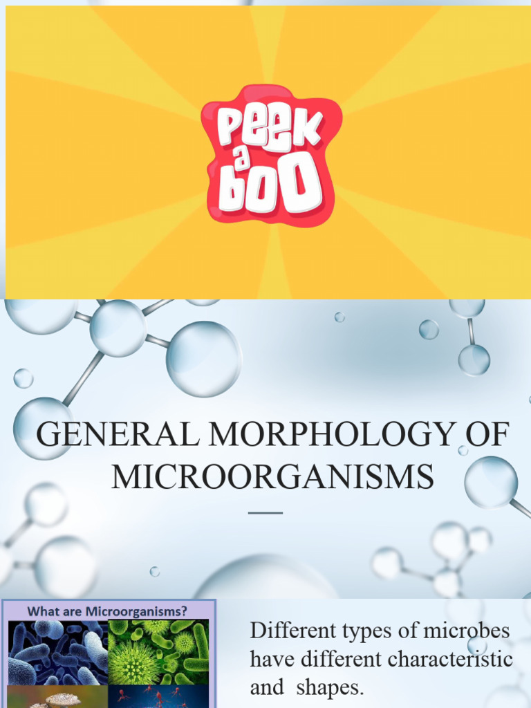 General Morphology of Microorganisms | PDF | Bacteria | Microorganism