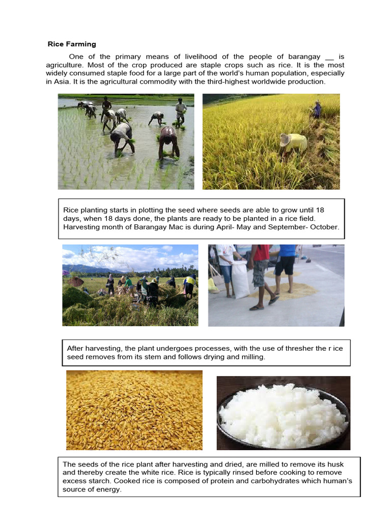 Step-by-Step Rice Farming Process | PDF | Technology & Engineering