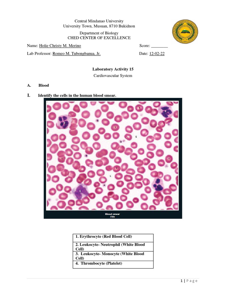 Exercise 15 Cardiovascular Syst | PDF | Vein | Heart Valve