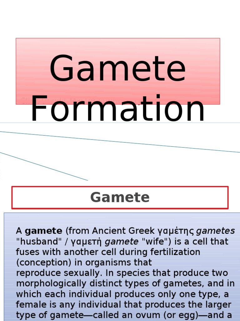 Understanding Gamete Formation | PDF