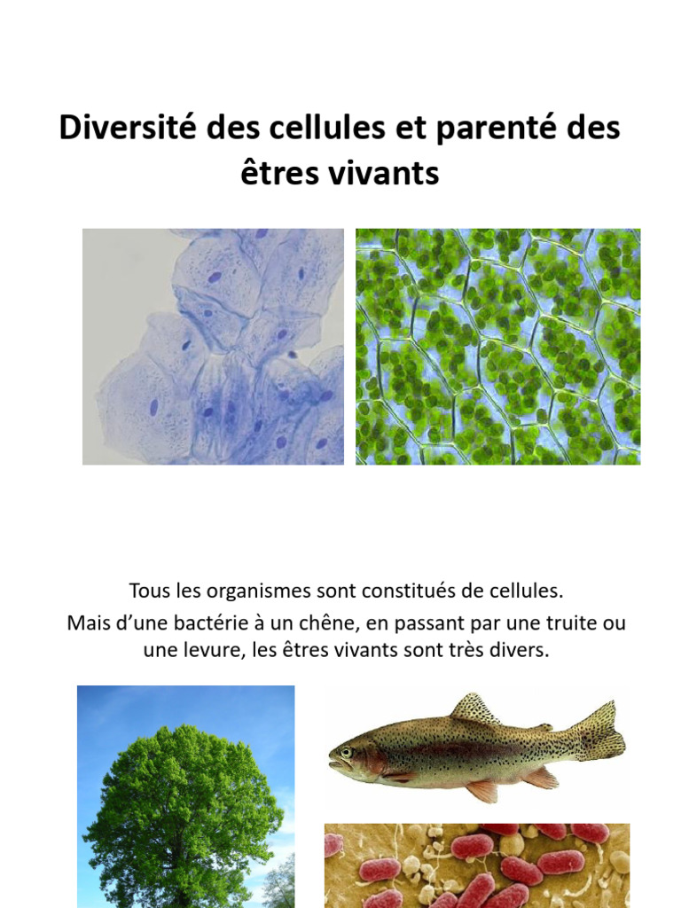 ELEVE - Diversité Des Cellules Et Parenté Des Êtres Vivants | PDF